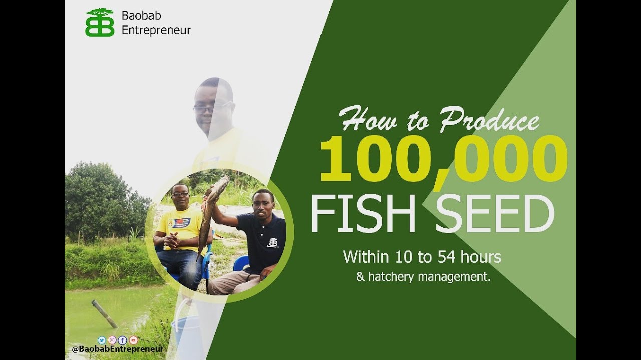 How to produce 100,000 fish seeds within 10 to 54 hours and hatchery ...
